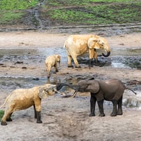 New Endangered and Critically Endangered status of African elephants