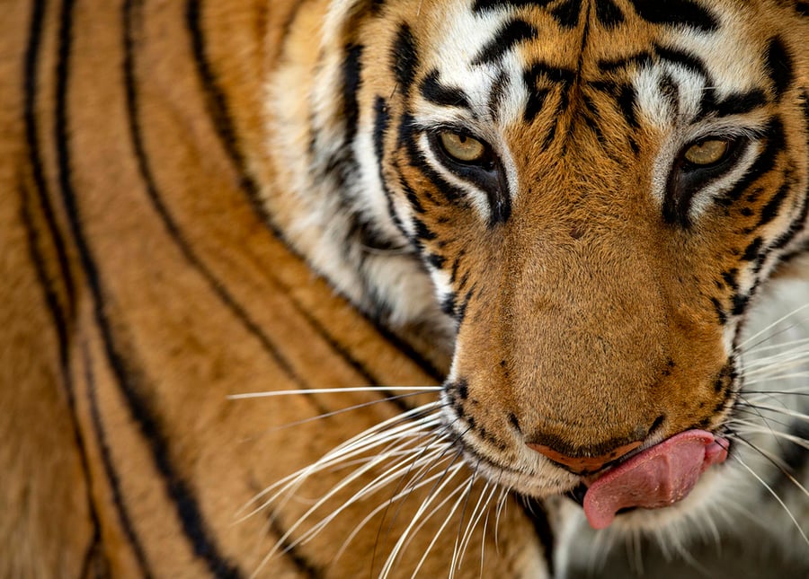 10 big cat facts for #InternationalCatDay