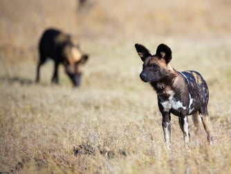Five animal athletes bound to give Olympians a run for their money