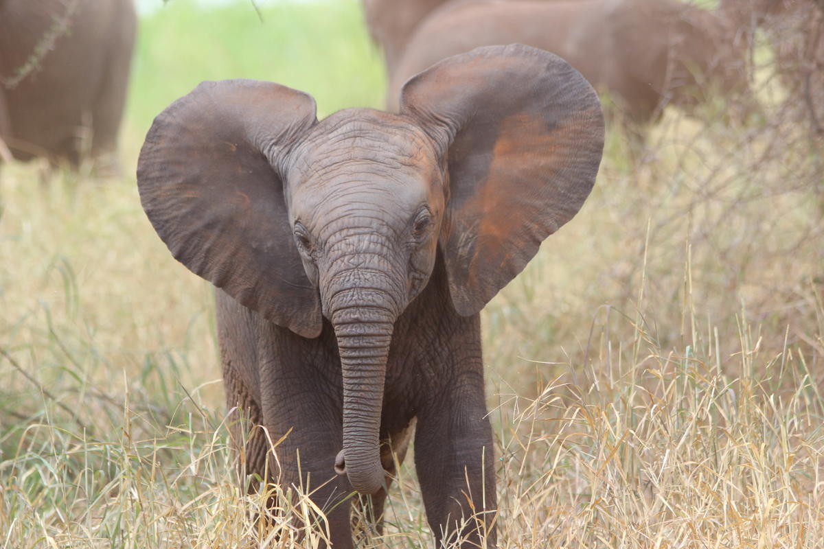 Are you elephantastic?