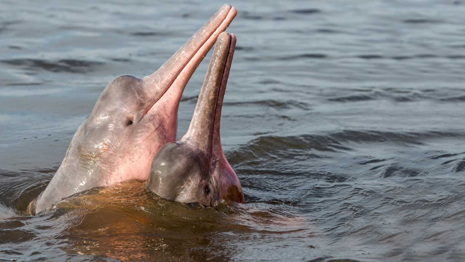 River dolphins in crisis, but declaration offers hope