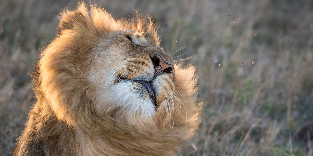 10 big cat facts for #InternationalCatDay